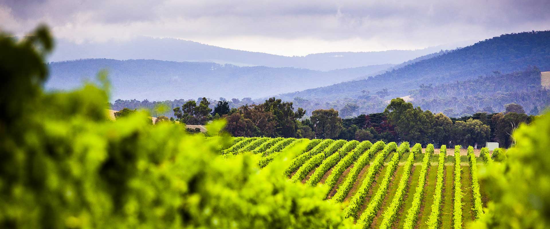 Discovering the Elegance: A Journey Through Australian Wine Region – Salute